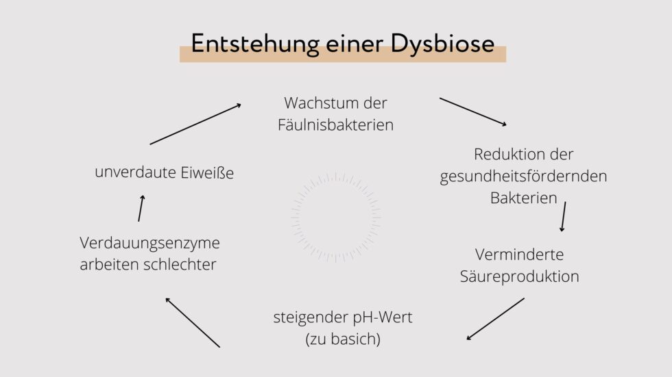 Dysbiose: So bringst du dein Mikrobiom wieder ins Gleichgewicht